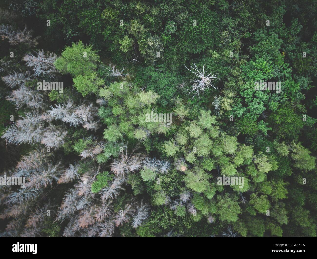 Aerial photo of green trees Stock Photo - Alamy