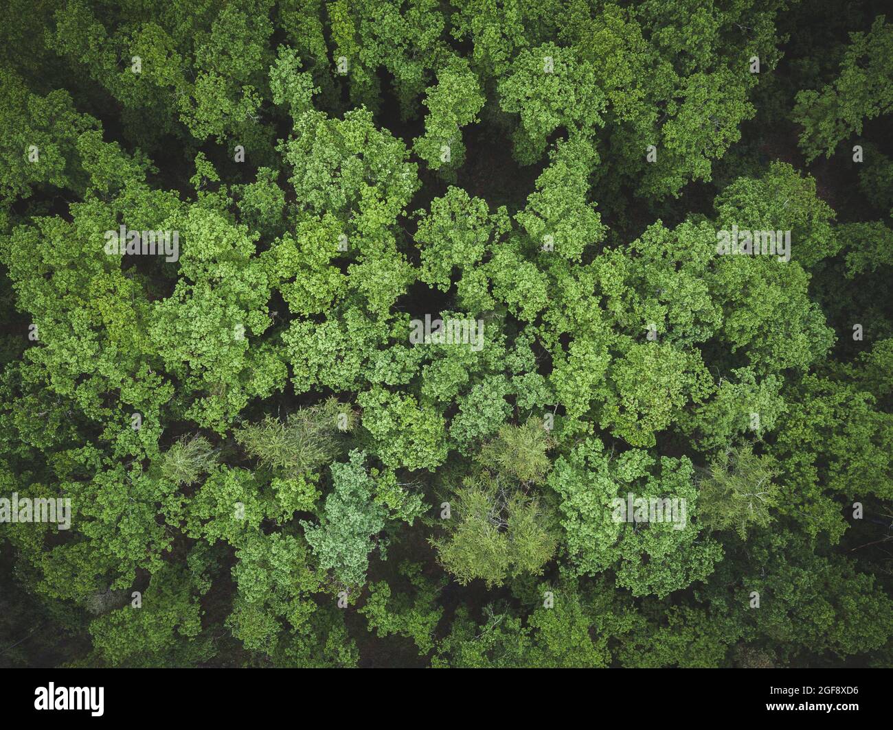 Aerial photo of green trees Stock Photo - Alamy