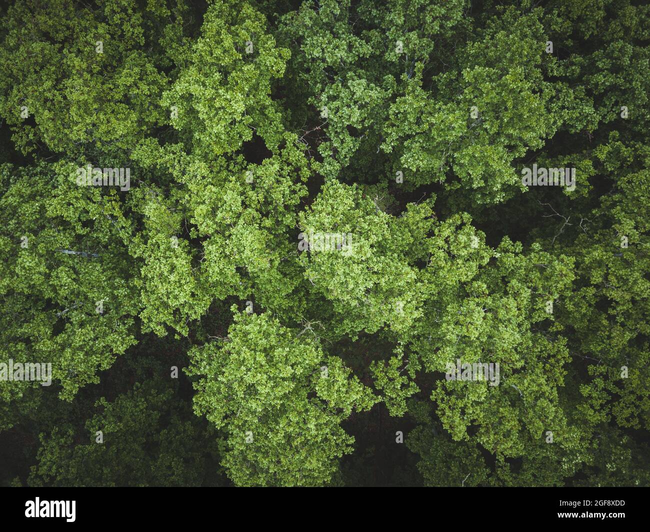 Aerial photo of green trees Stock Photo - Alamy