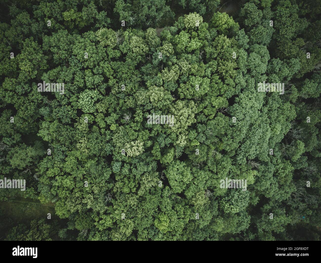 Aerial photo of green trees Stock Photo - Alamy