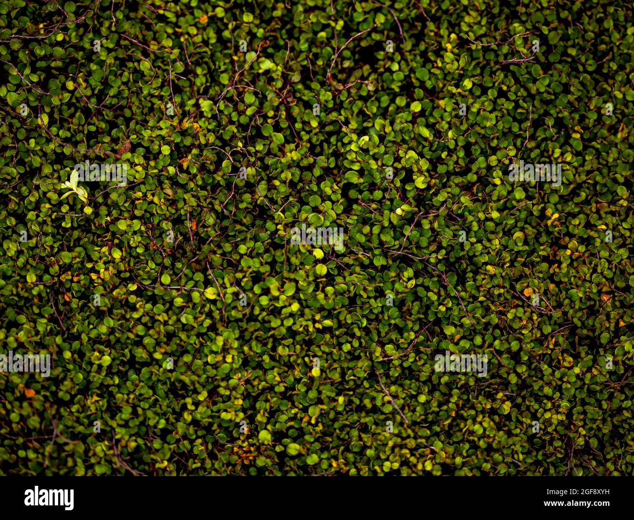Closeup of the green round leaves backdrop Stock Photo - Alamy