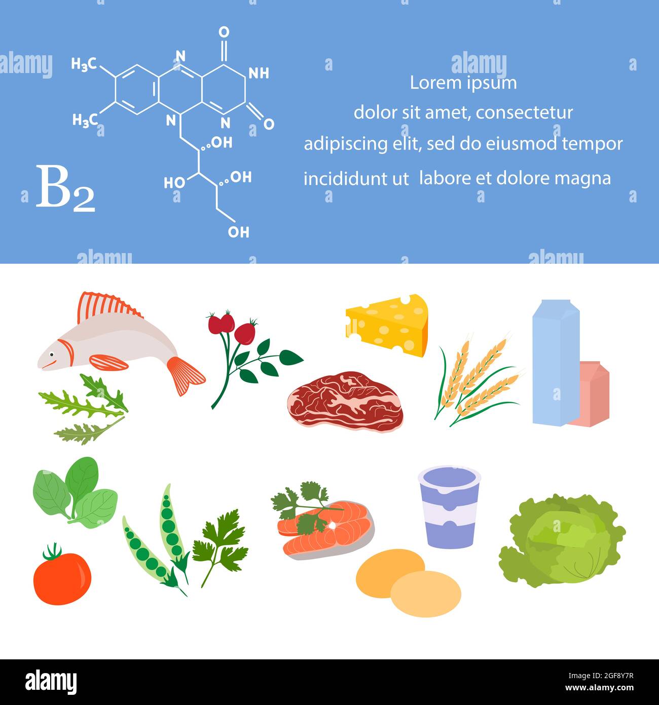 Vector illustration Vitamin B2 sources. Healthy food containing ...