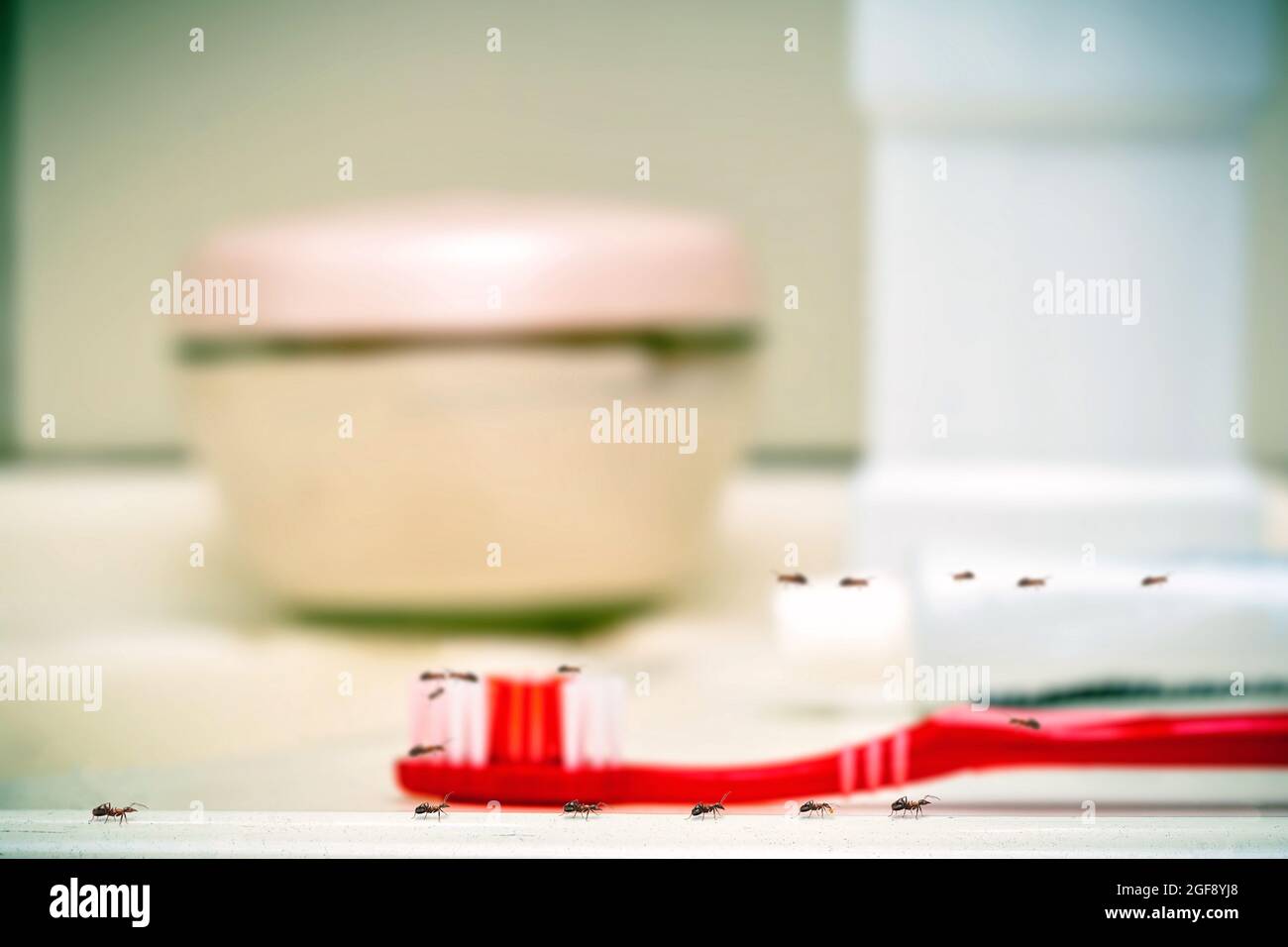 small ants, infestation inside the house or apartment. problem with ...