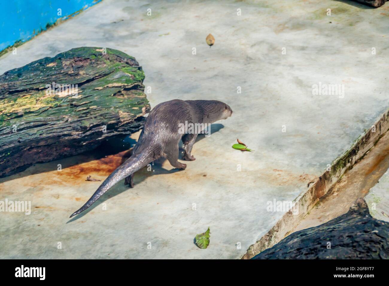 Neotropical otter hi-res stock photography and images - Alamy