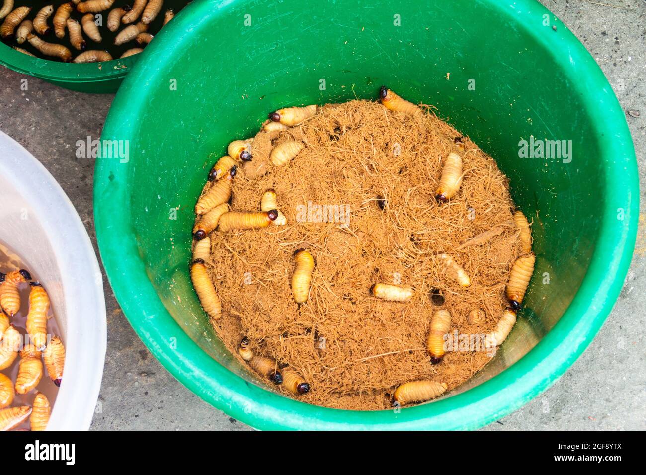 Suri worms (Rhynchophorus palmarum) on a market in Iquitos, Peru Stock ...