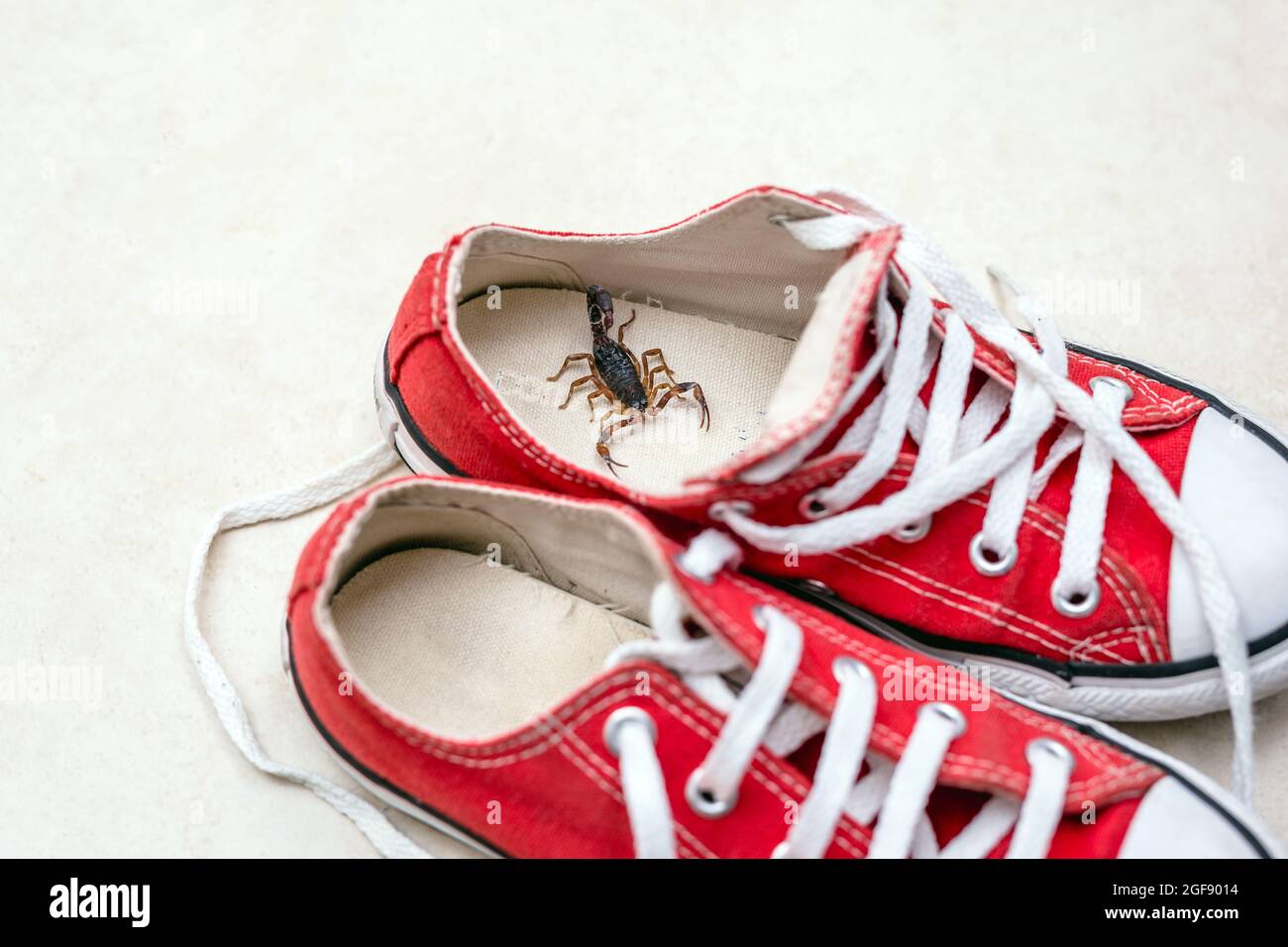 red scorpion inside a children's sneaker, danger of insect bites, pest ...