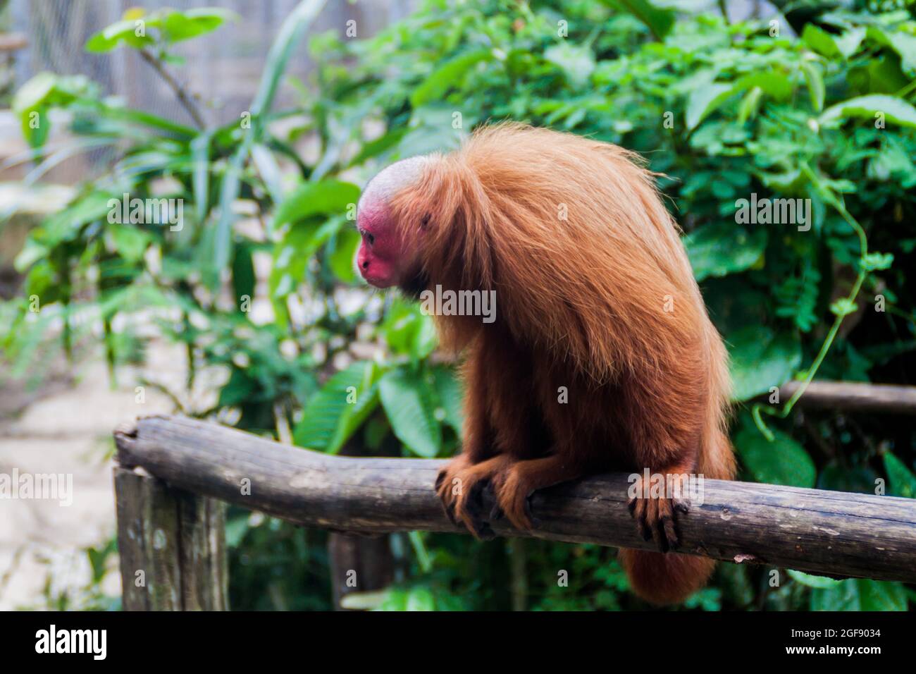 The bald uakari monkey (Cacajao calvus) in Amazon Animal Orphanage ...