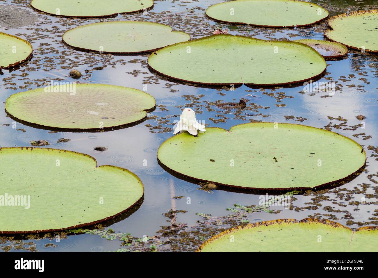 Victoria Amazonica, the largest water lilly in the world, in Fundo ...