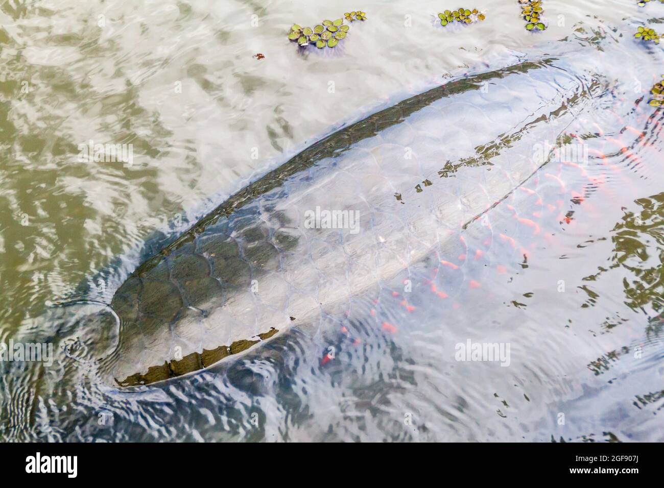 Arapaima fish in Fundo Pedrito animal farm in village Barrio Florido ...