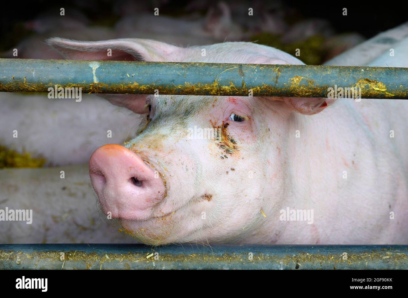 Austria, pig farming in Upper Austria Stock Photo - Alamy