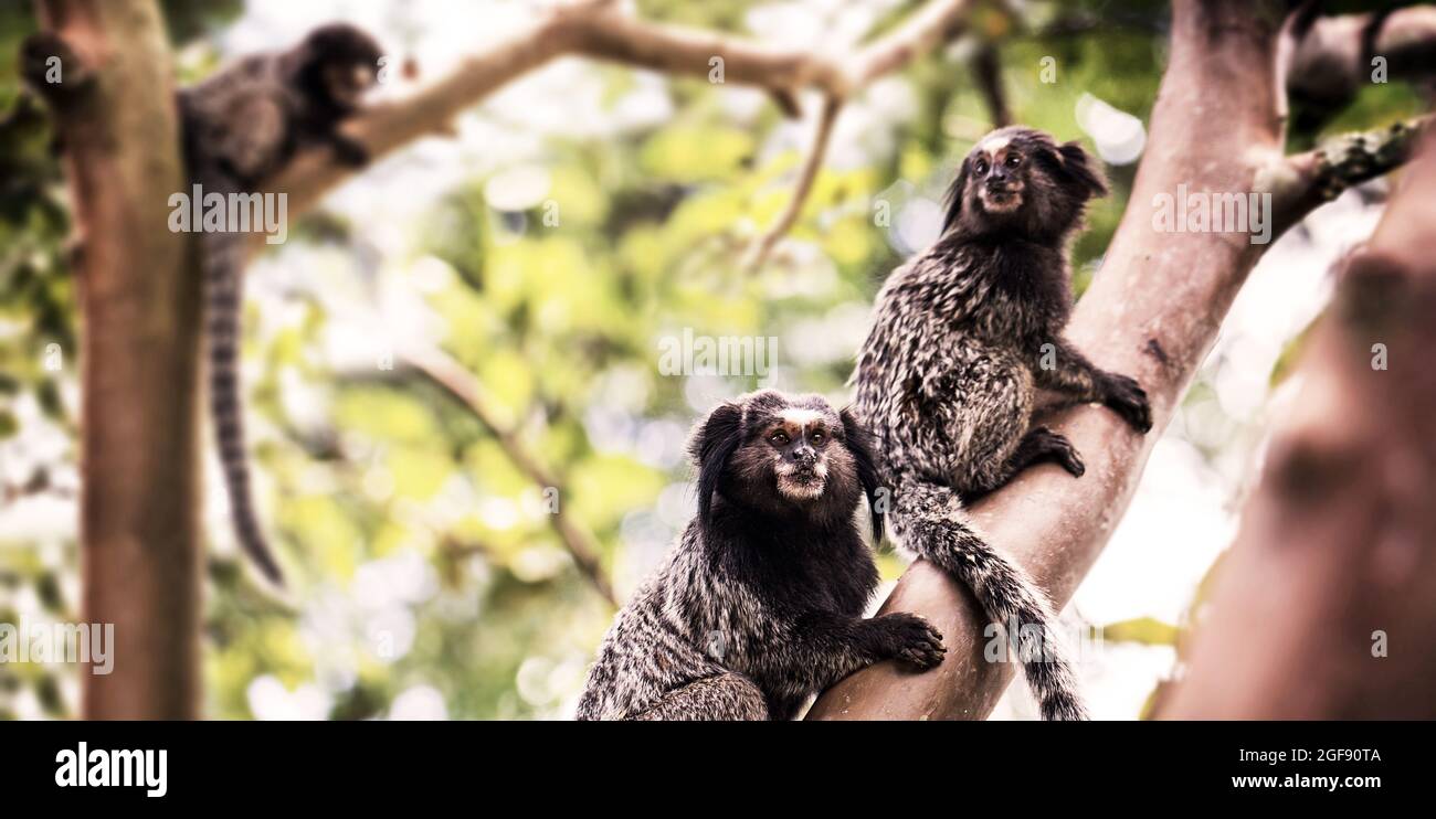 Brazilian lion tamarin monkey, endangered species from south america ...