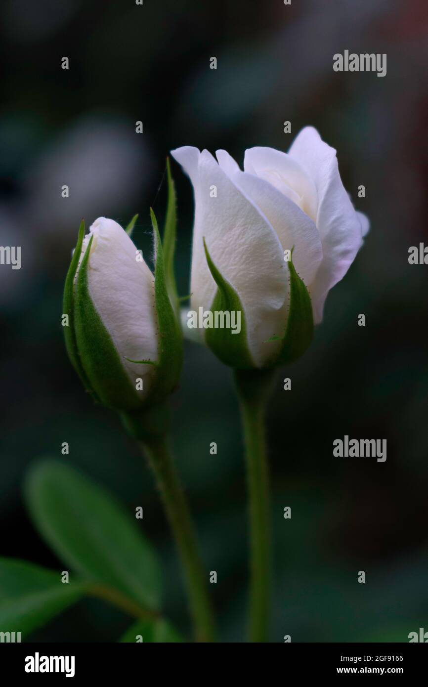 White rosebud hi-res stock photography and images - Alamy