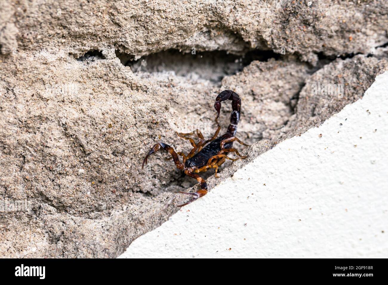 red scorpion on the ground in attack position, danger indoors Stock ...