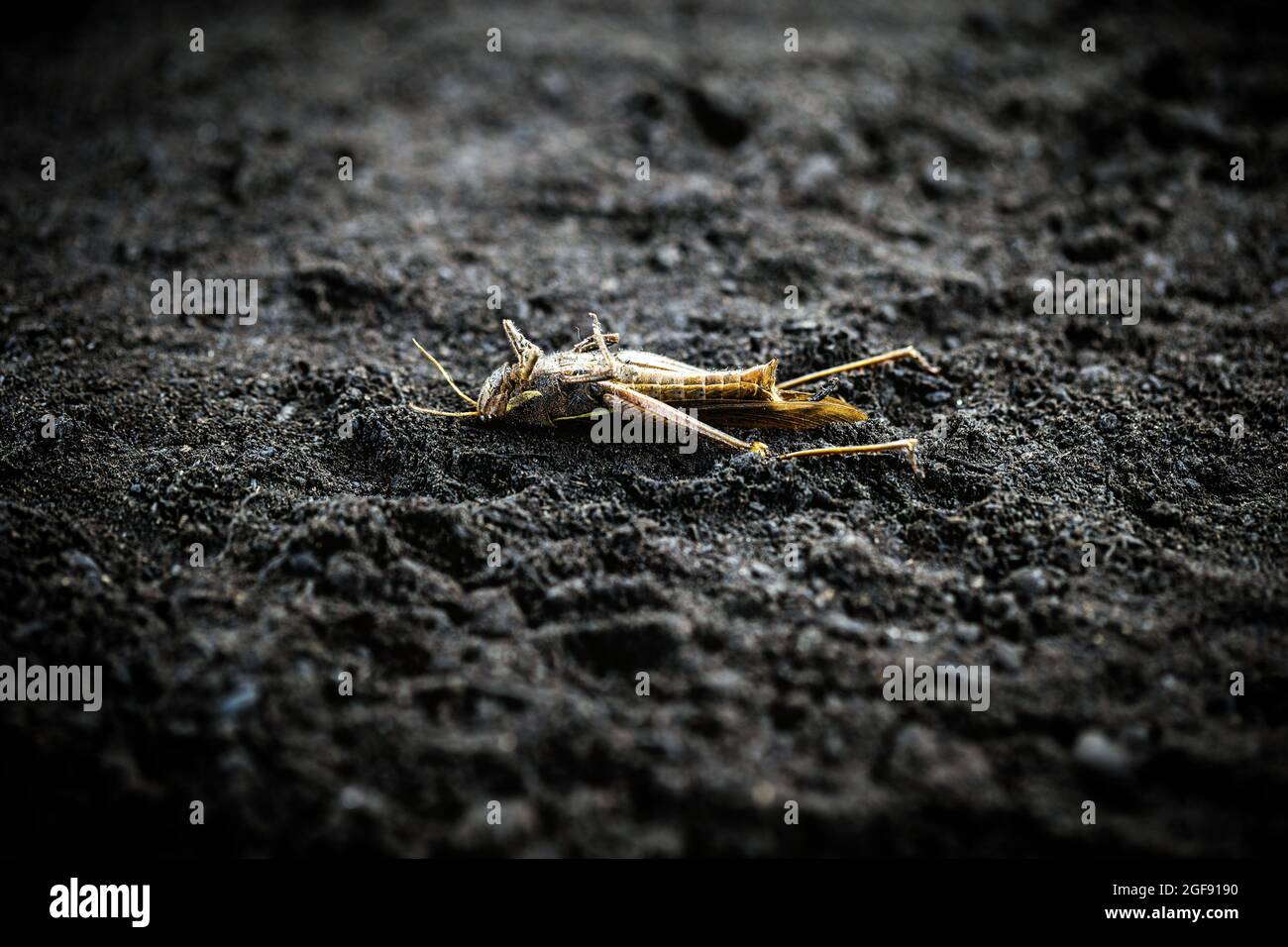 Pest exterminated hi-res stock photography and images - Alamy