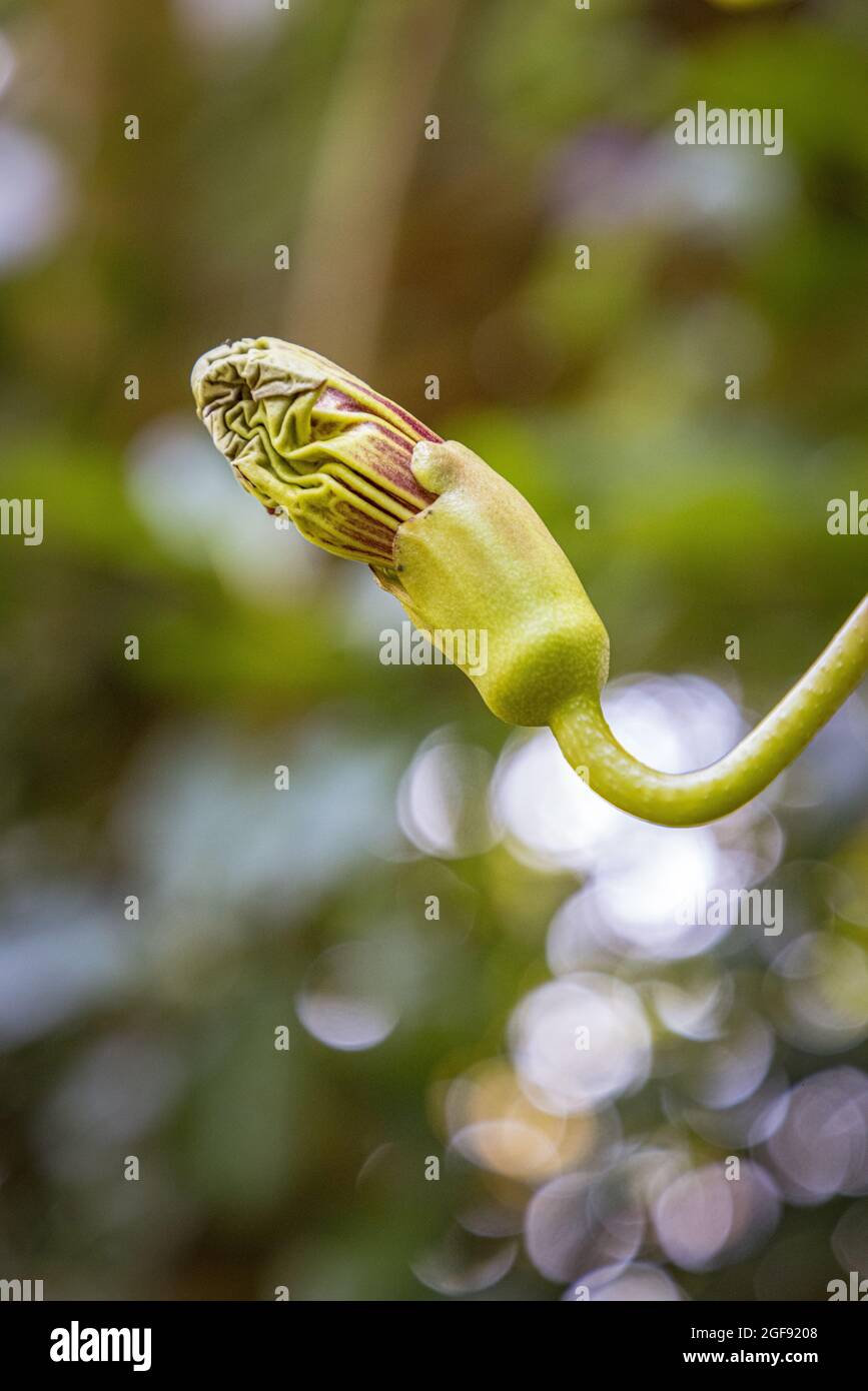 Single green bud on a plant Stock Photo - Alamy