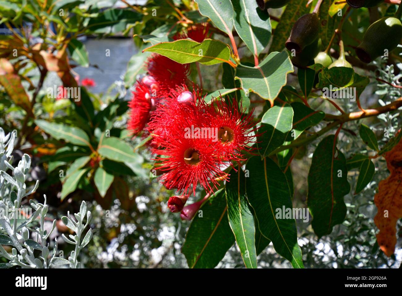 Eucalyptus caesia hi-res stock photography and images - Alamy
