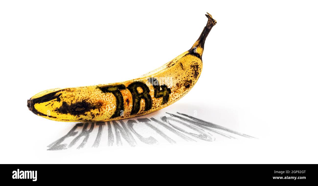 banana contaminated by Fusarium oxysporum, text in English written name ...