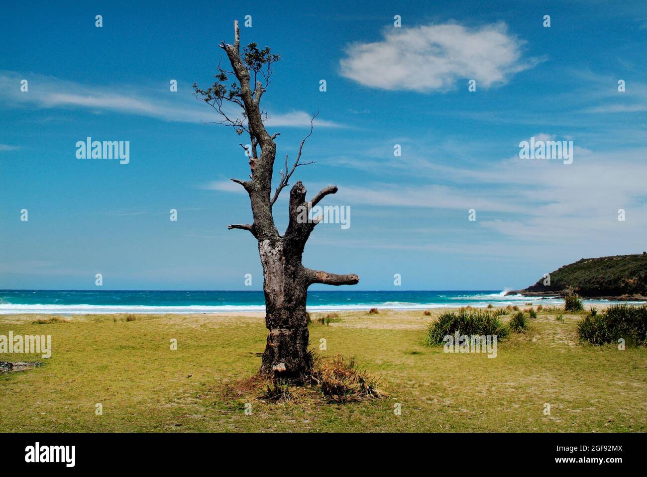 Australia, landscape with dead tree on south coast in New South Wales ...