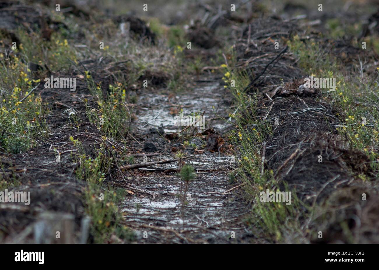 detail of a ground with trunks after cutting trees in the forest Stock ...