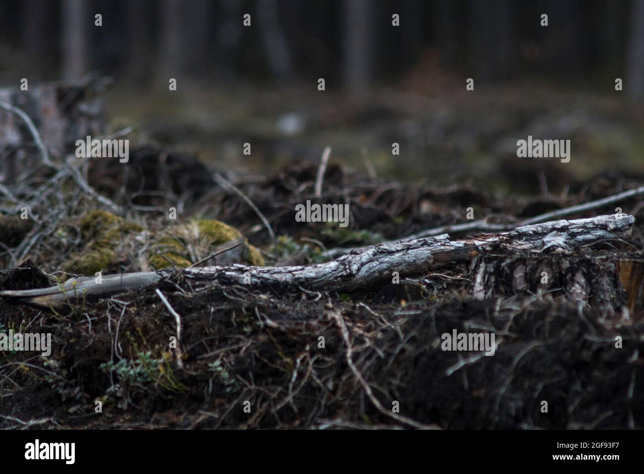 detail of a ground with trunks after cutting trees in the forest Stock ...