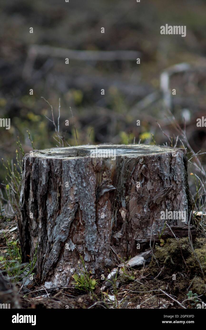 detail of a ground with trunks after cutting trees in the forest Stock ...