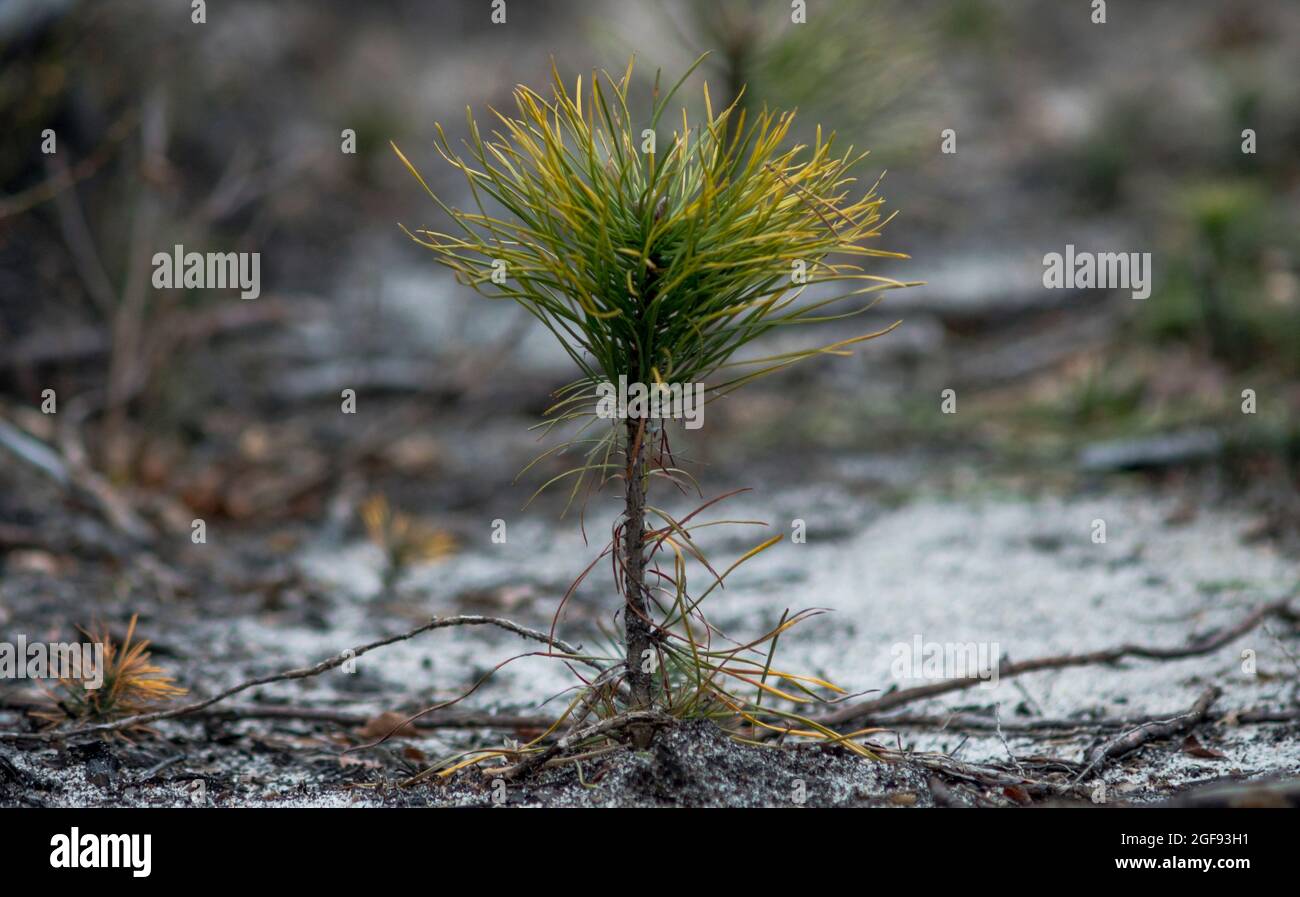 small pine growing on a sandy ground wchich is a beginning of a forest ...