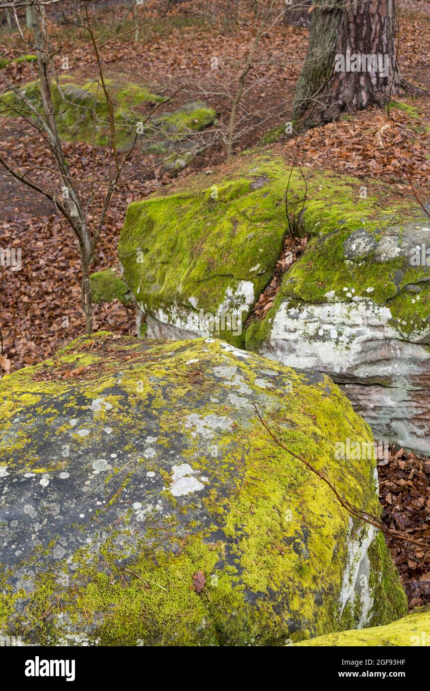 landscape with a view from a hill on a forest during fall season Stock ...