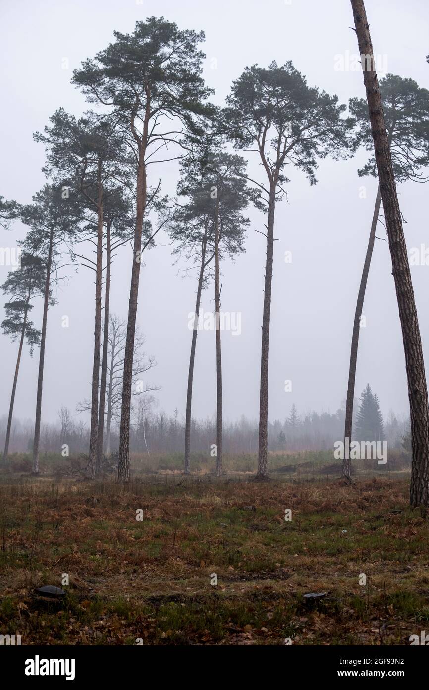 landscape with pine tress growing in a forest during foggy day Stock ...