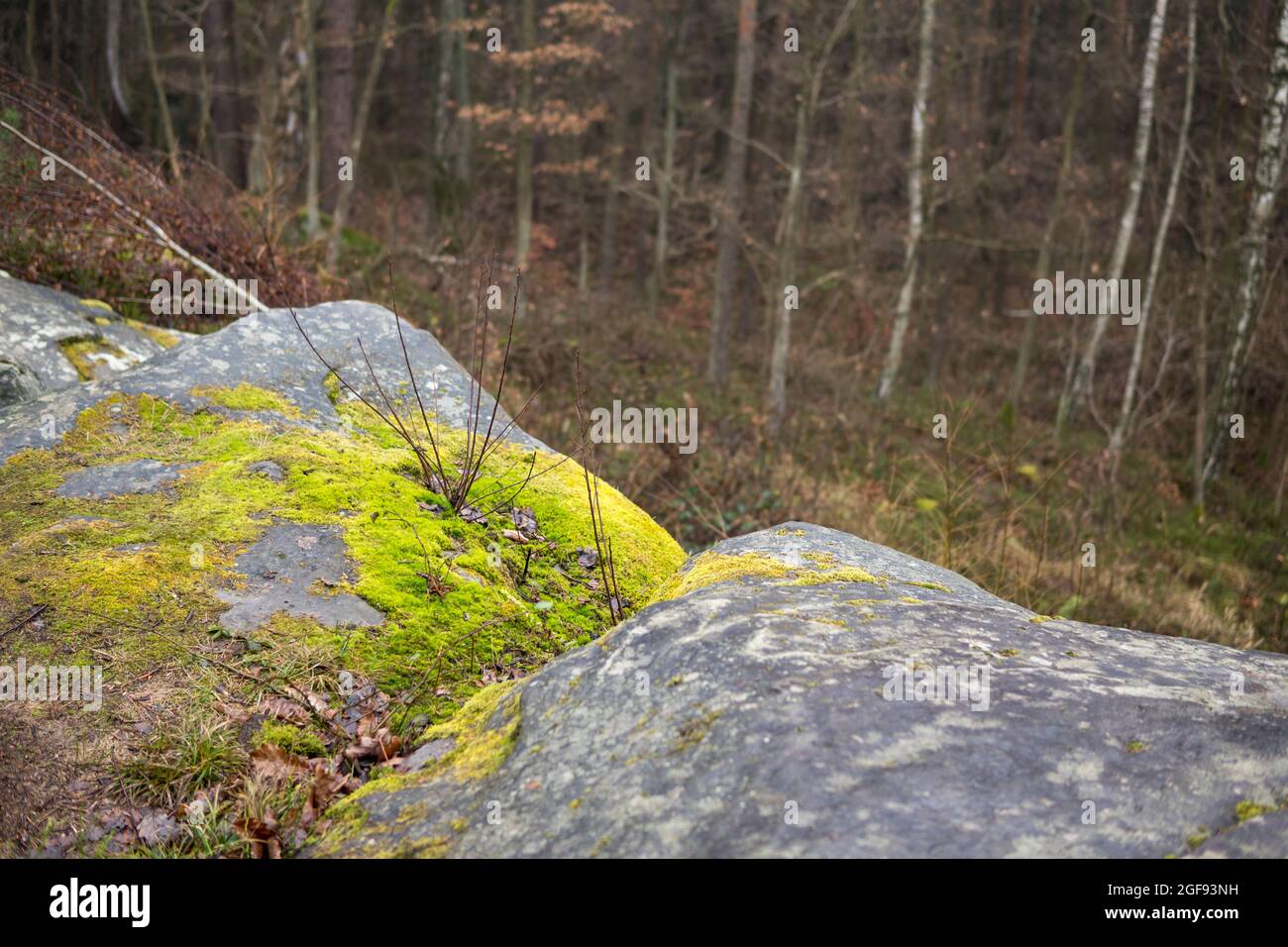 landscape with a view from a hill on a forest during fall season Stock ...
