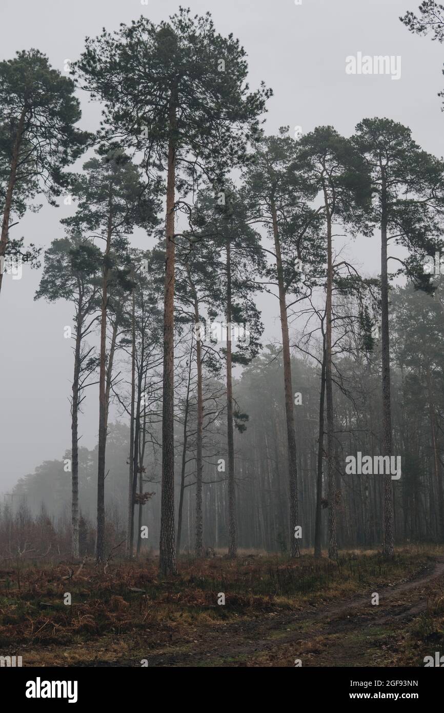 landscape with pine tress growing in a forest during foggy day Stock ...