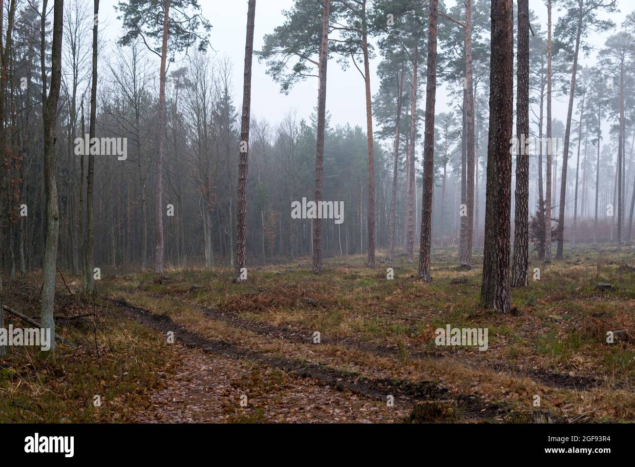 landscape with pine tress growing in a forest during foggy day Stock ...
