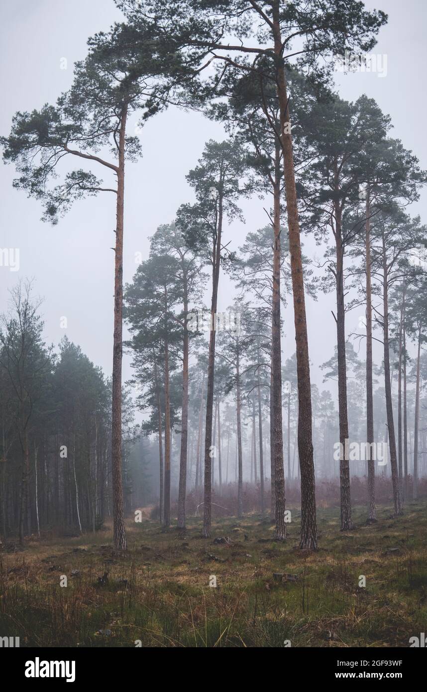 landscape with pine tress growing in a forest during foggy day Stock ...