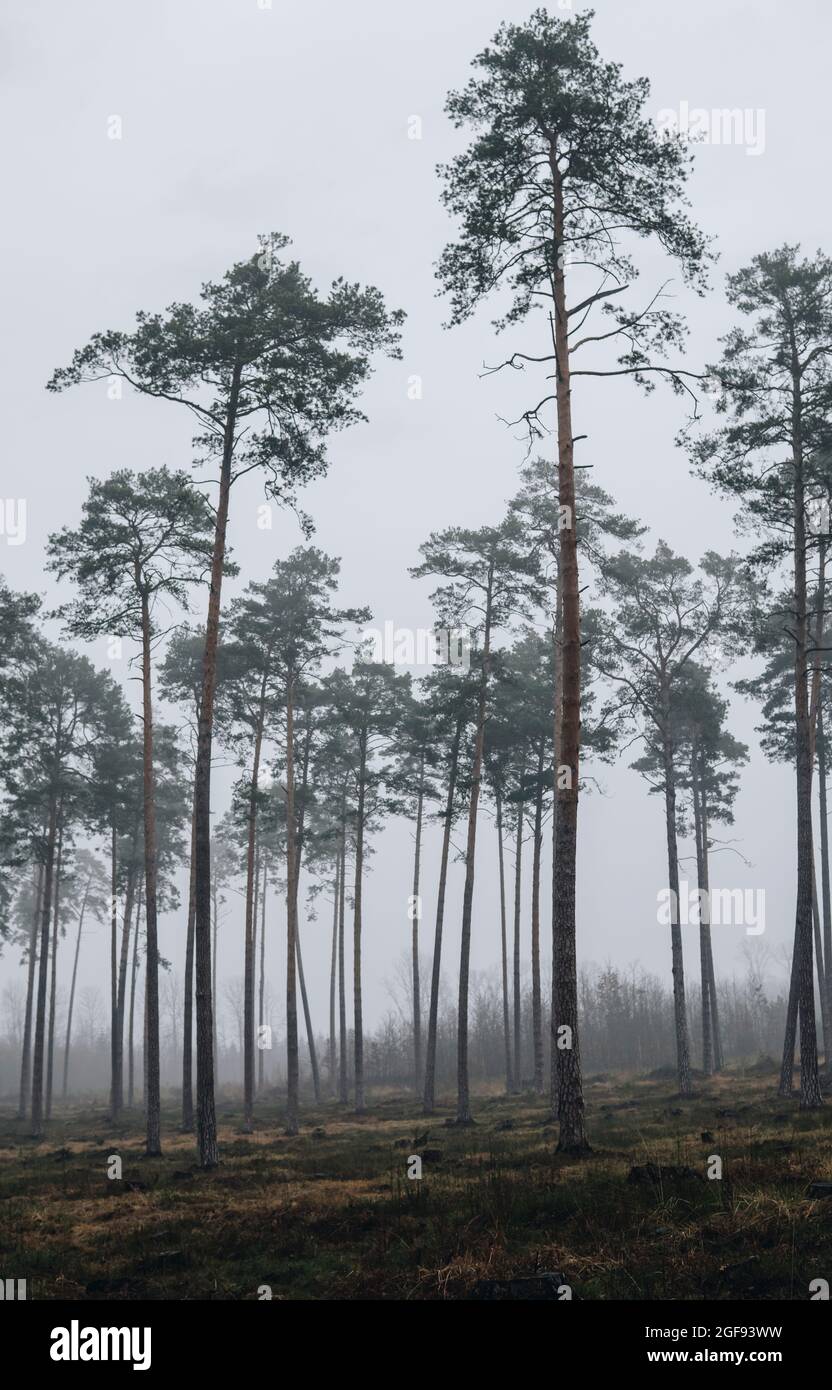landscape with pine tress growing in a forest during foggy day Stock ...
