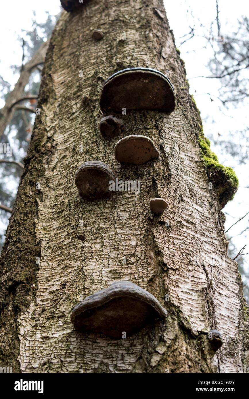 detail of polypore mushroom growing on a tree trunk during autumn ...