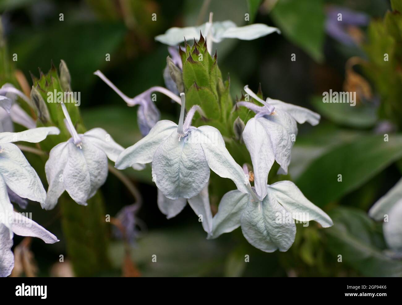 Full bloom ice plant hi-res stock photography and images - Alamy