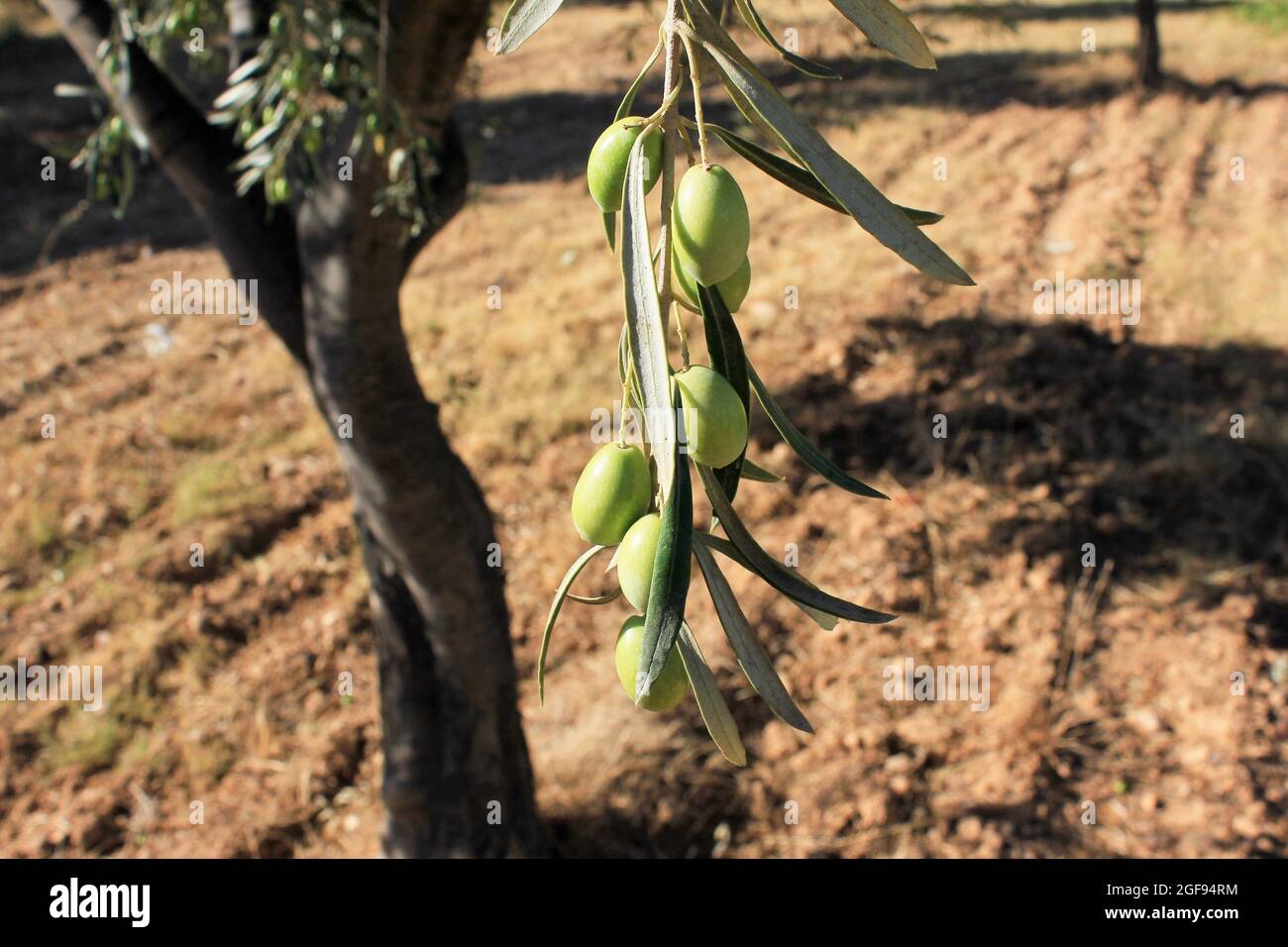 Greece, Attica, Green olives on olive tree branch Stock Photo - Alamy