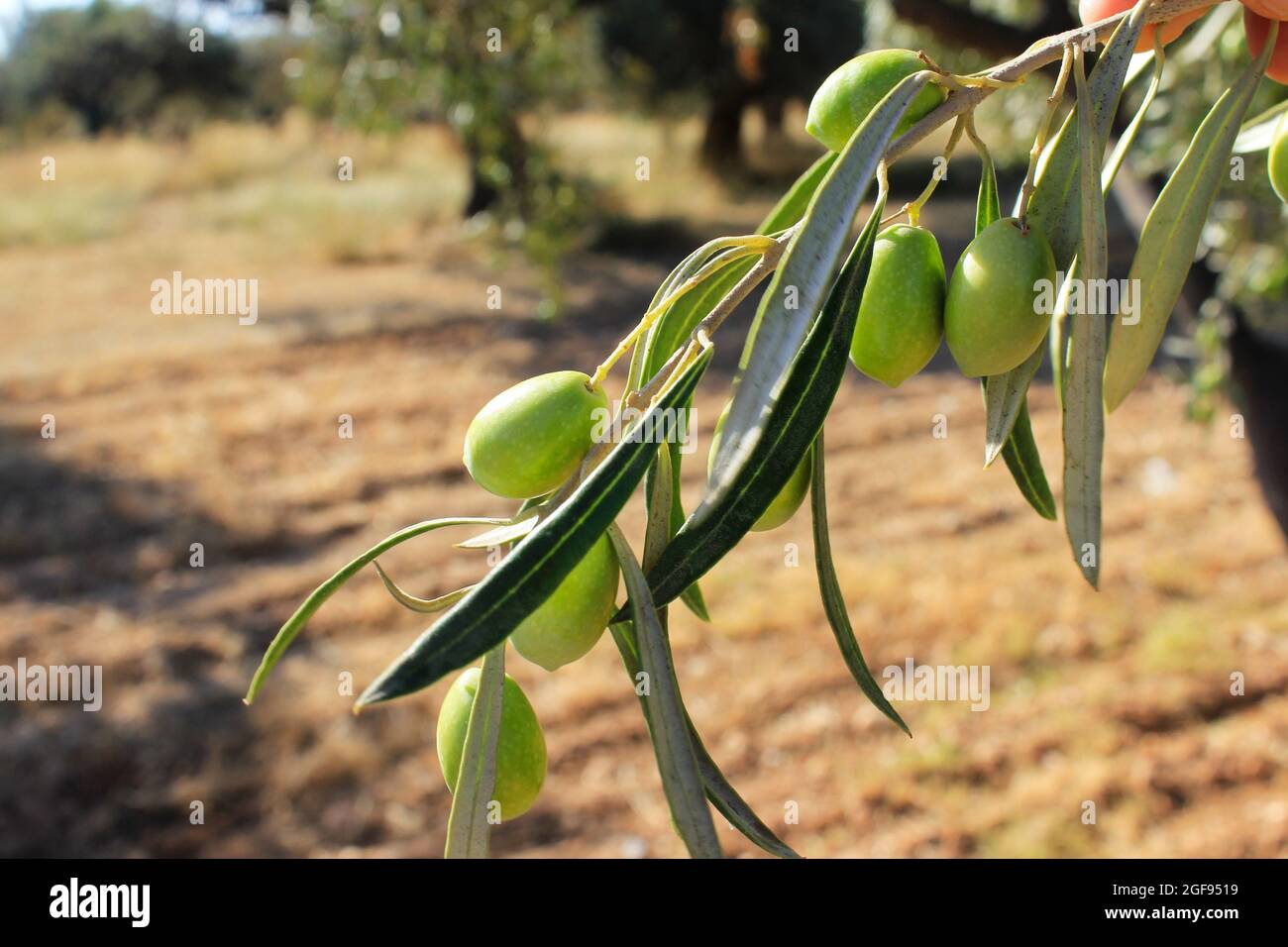 Greece, Attica, Green olives on olive tree branch Stock Photo - Alamy
