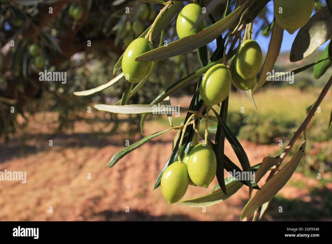 Greece, Attica, Green olives on olive tree branch Stock Photo - Alamy