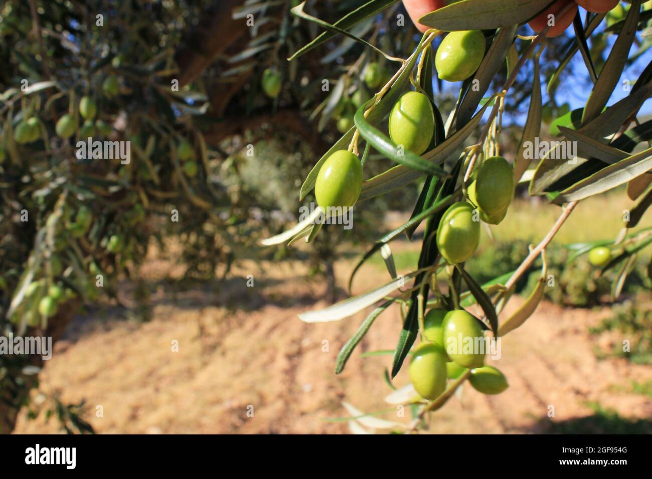 Greece, Attica, Green olives on olive tree branch Stock Photo - Alamy
