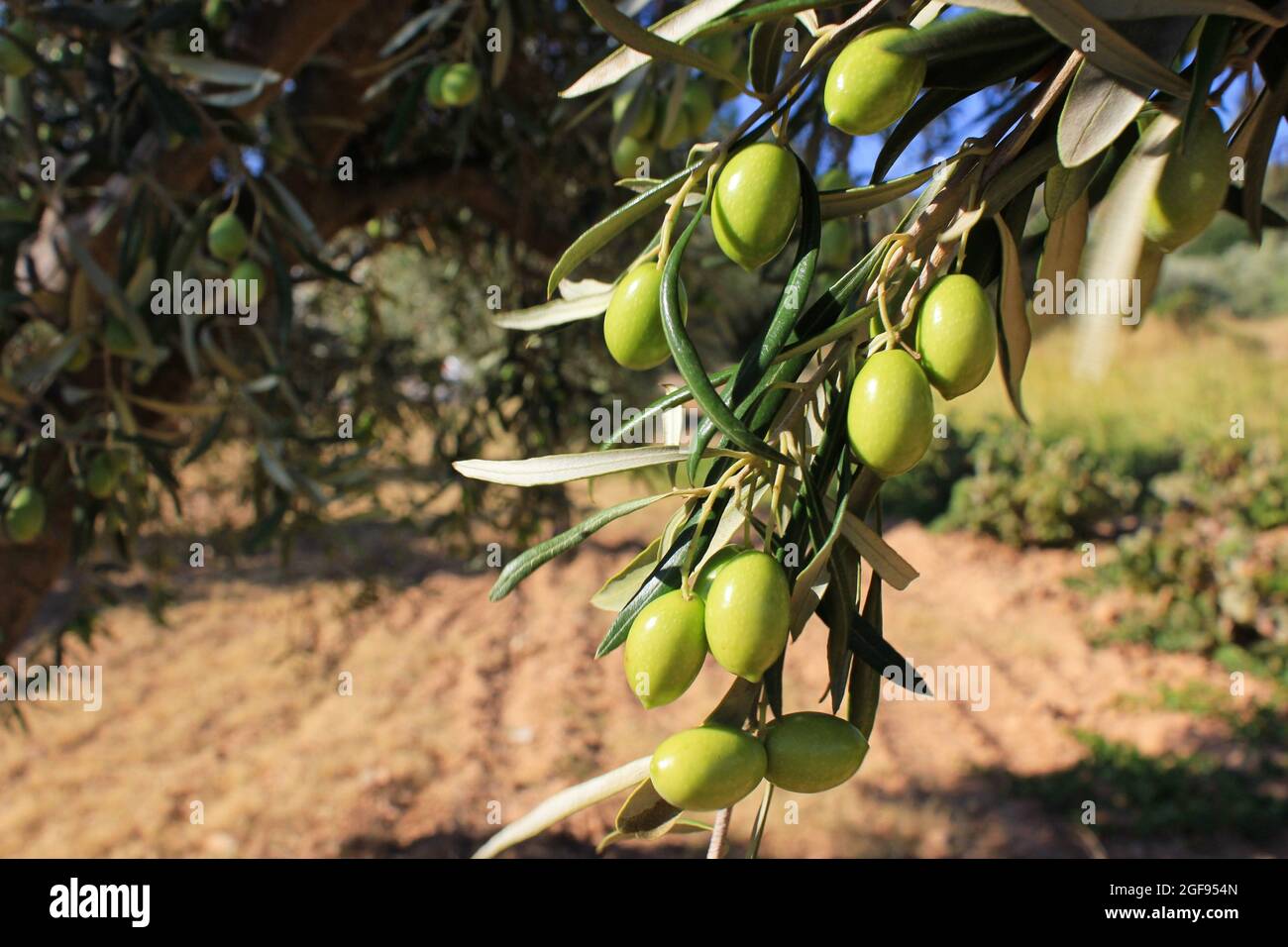 Greece, Attica, Green olives on olive tree branch Stock Photo - Alamy