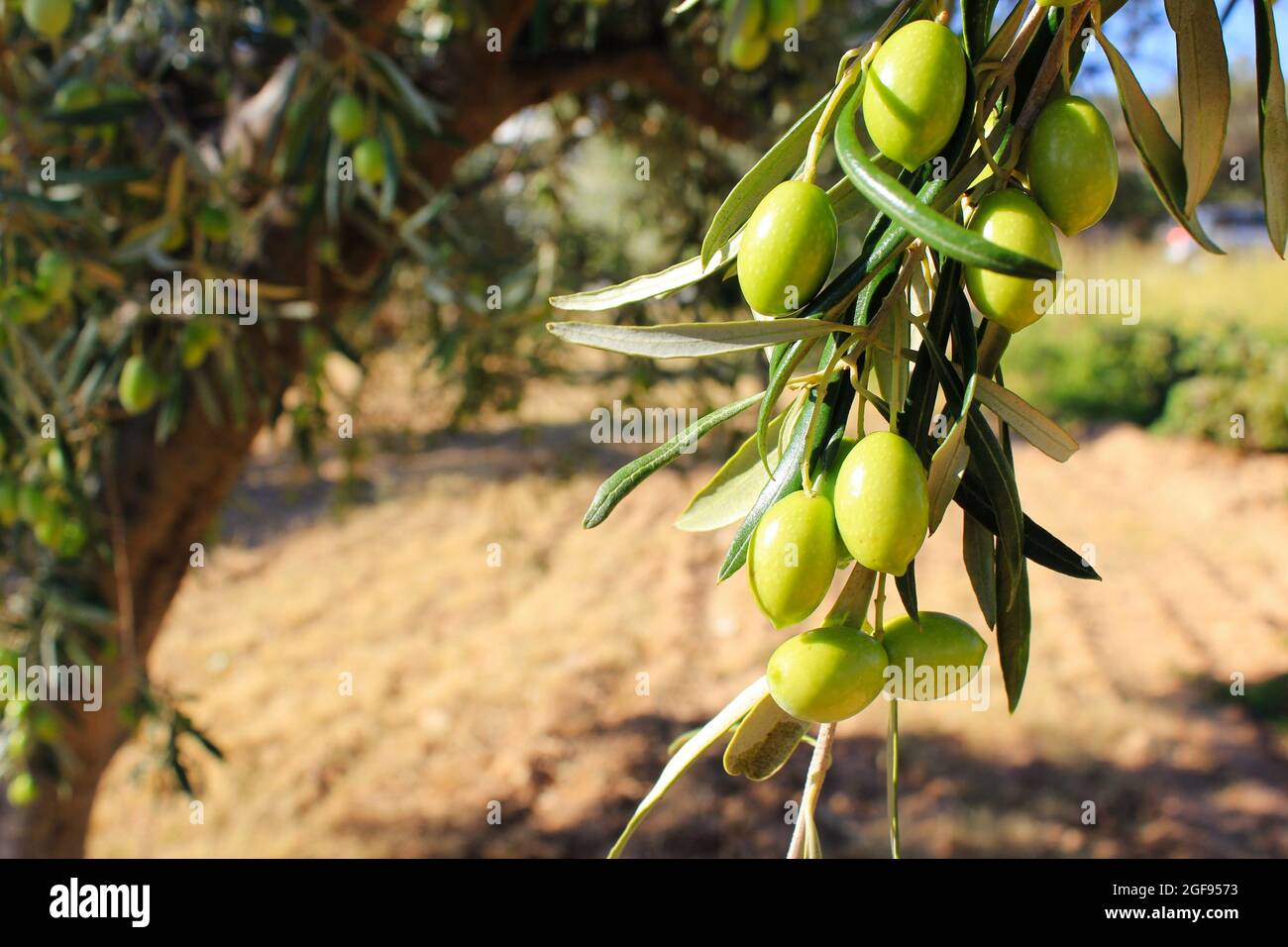 Greece, Attica, Green olives on olive tree branch Stock Photo - Alamy