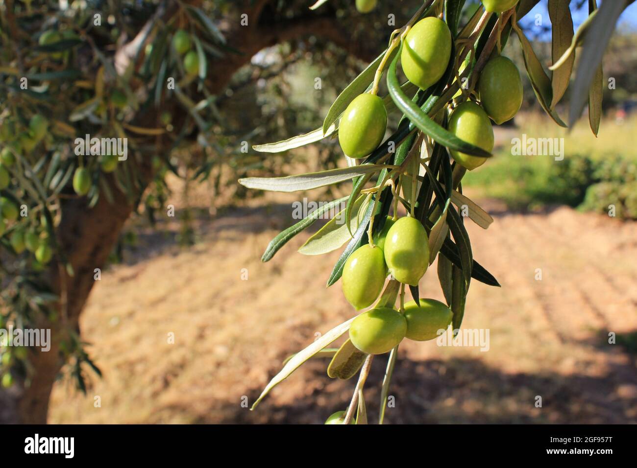 Greece, Attica, Green olives on olive tree branch Stock Photo - Alamy
