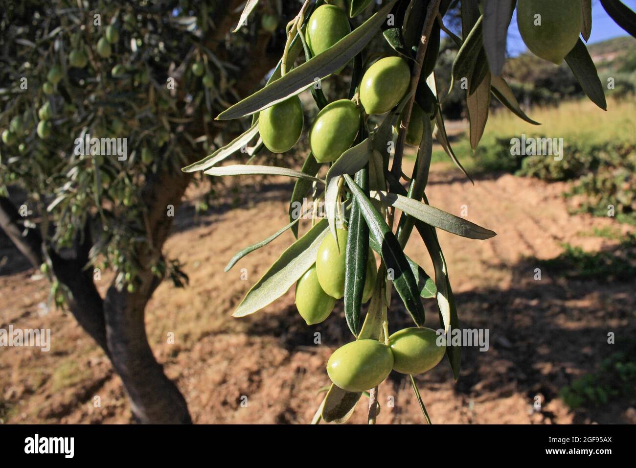 Greece, Attica, Green olives on olive tree branch Stock Photo - Alamy