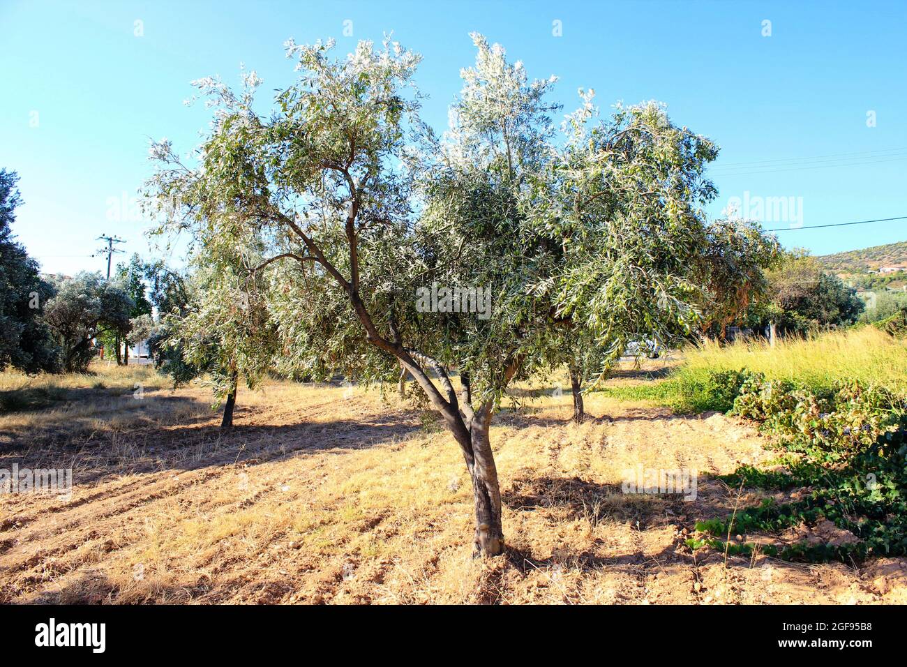 Tree green vegetable in the field hi-res stock photography and images ...