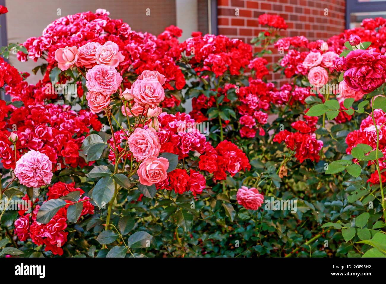 Red rose bush in the garden. Summer flowers Stock Photo - Alamy