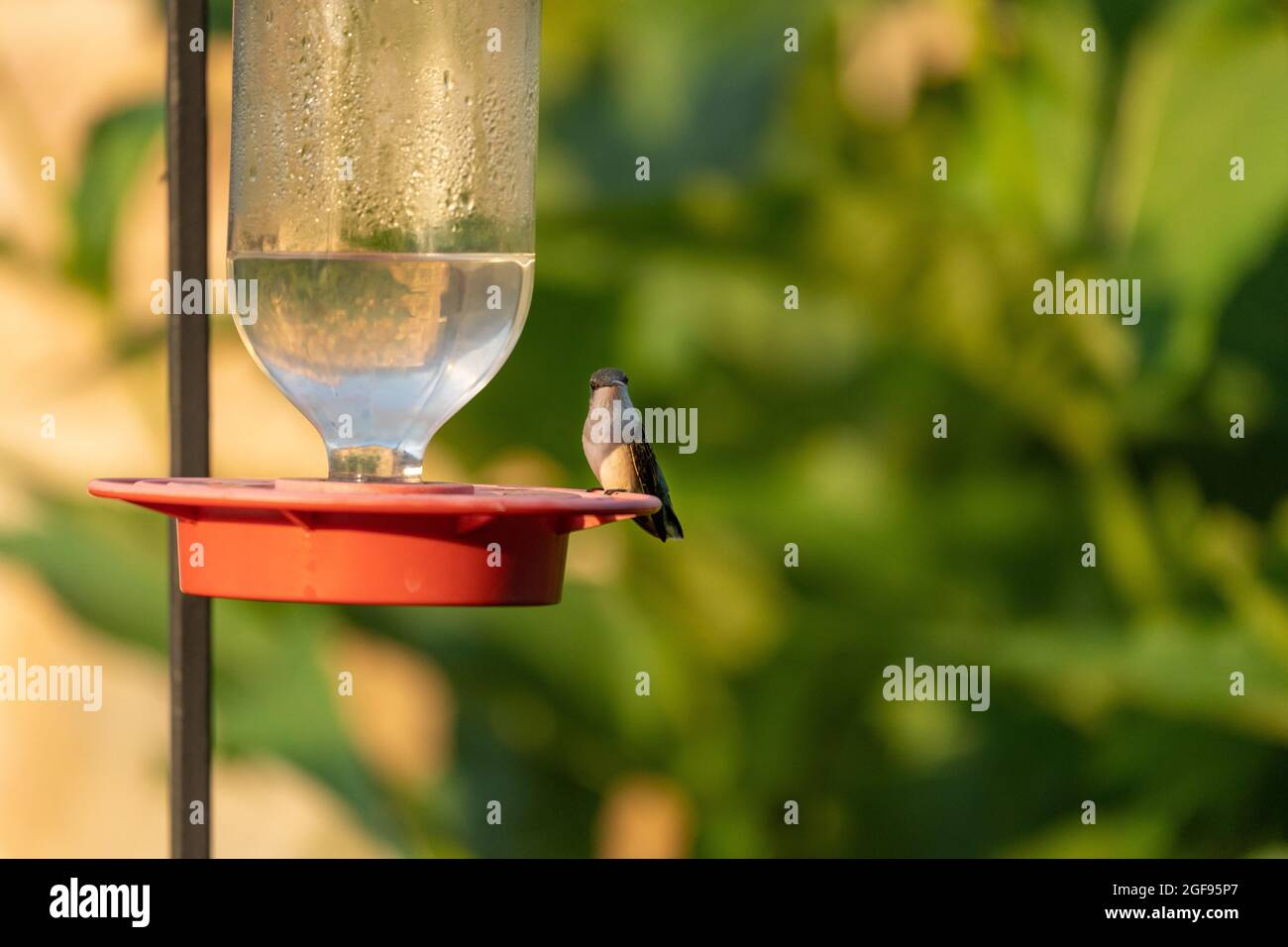 Shallow focus closeup shot of a small bird sitting on the edge of a ...