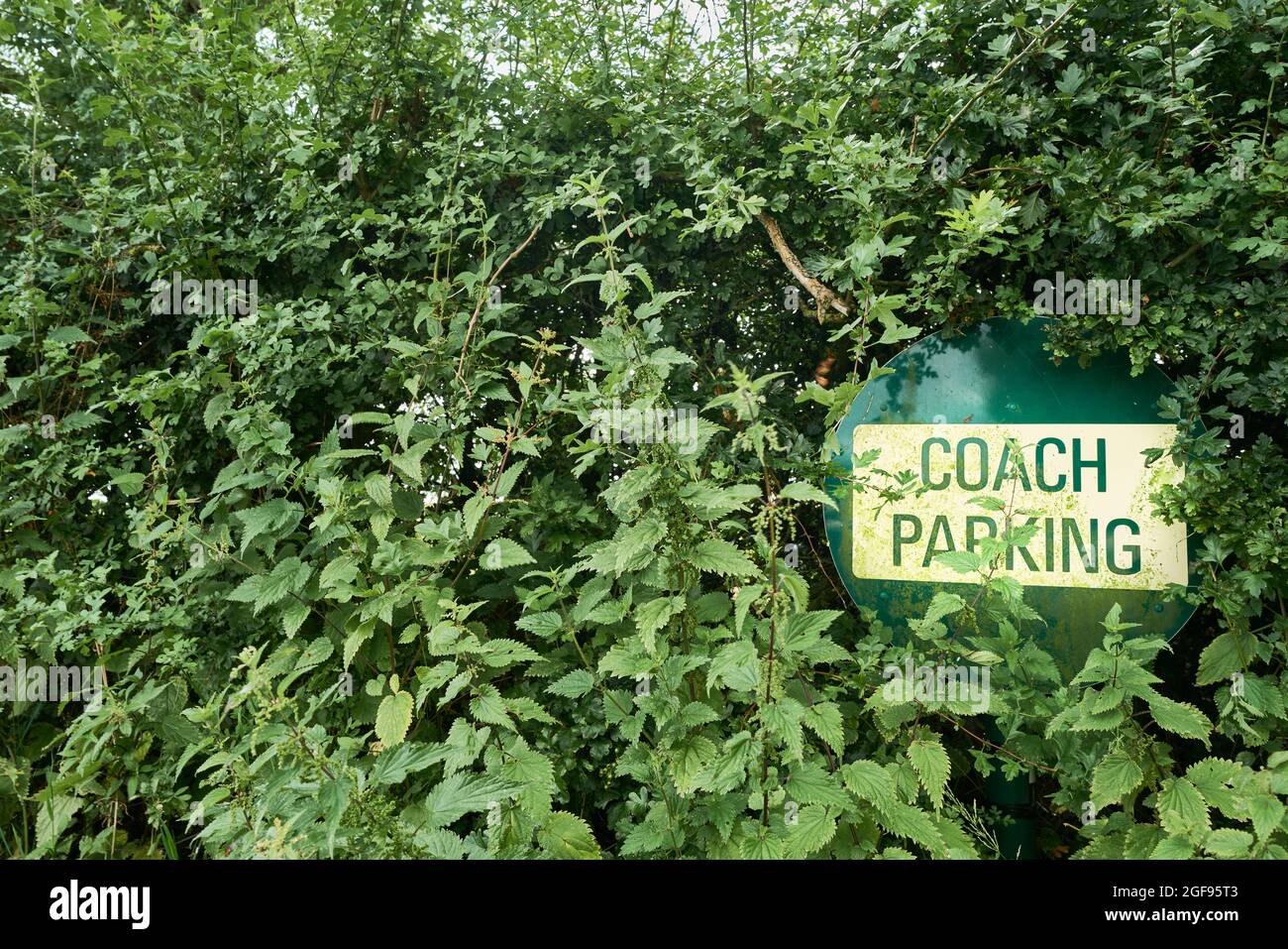 'Coach parking' notice on a hedge Stock Photo - Alamy