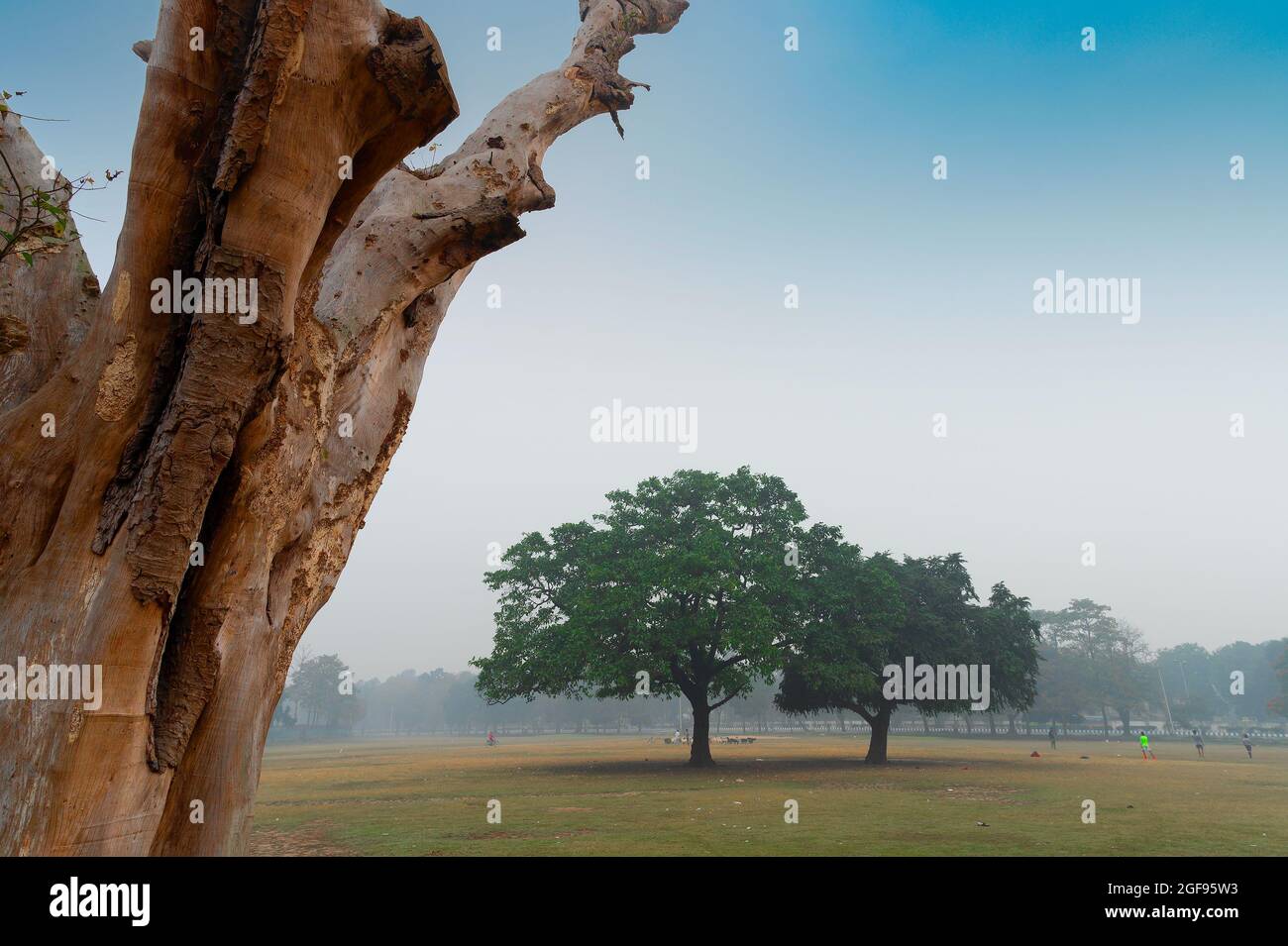 Trees at Kolkata maidan. Shot at winter morning, West Bengal, India ...