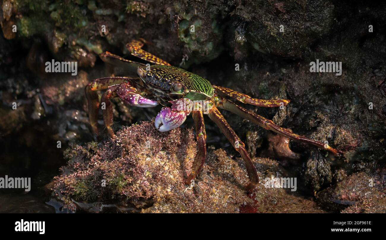 Closeup shot of a freshwater crab under the ocean, exotic sea life ...