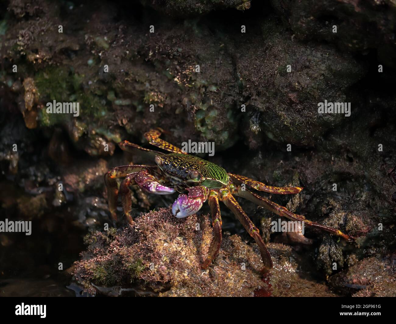 Closeup shot of a freshwater crab under the ocean, exotic sea life ...